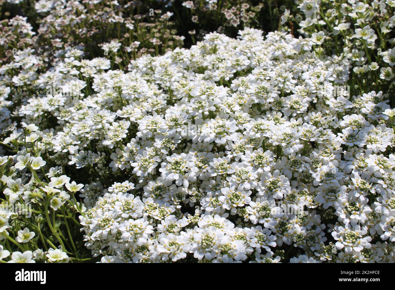 Garden candytuft hi-res stock photography and images - Alamy
