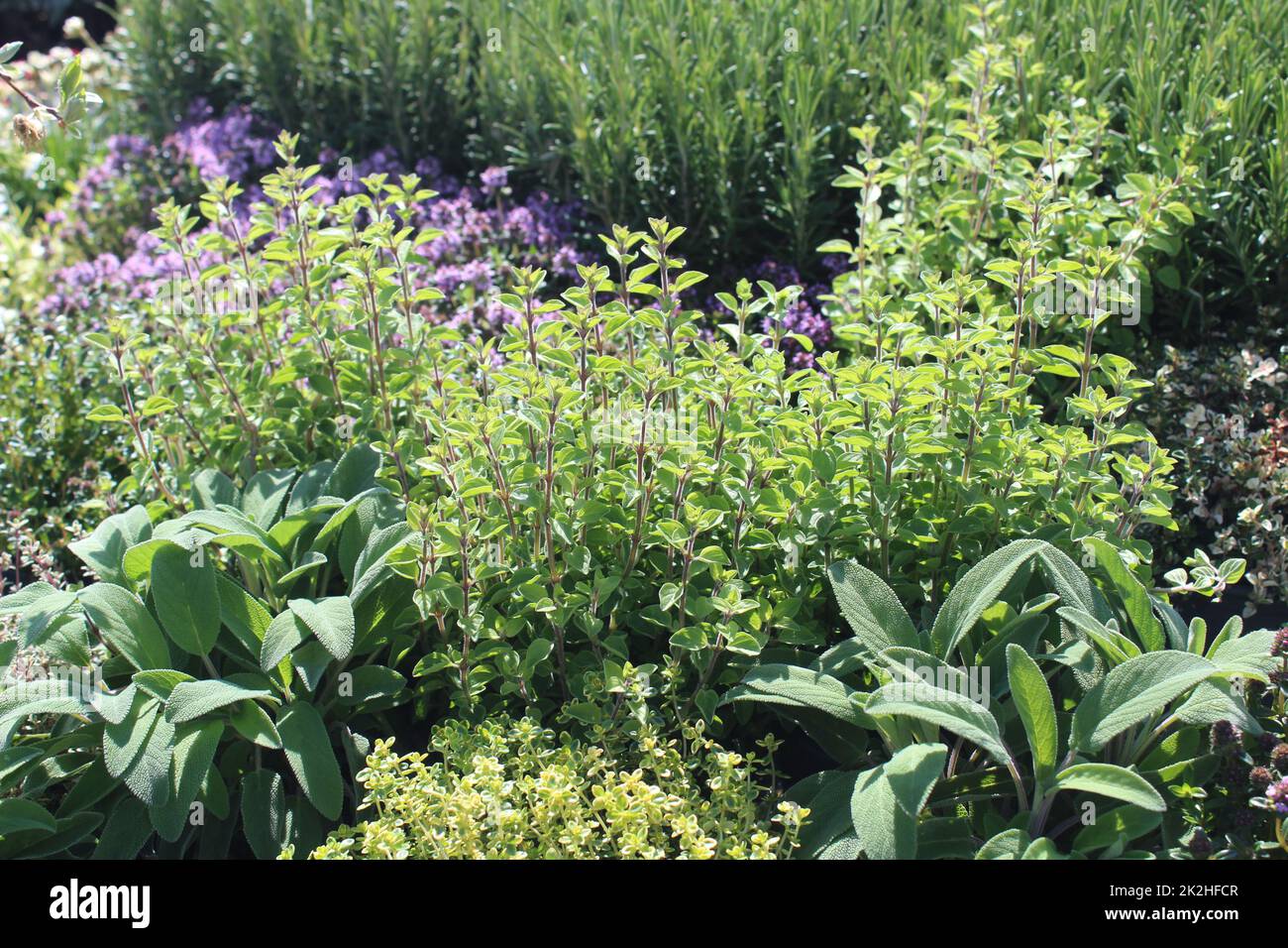 thyme, sage, oregano and rosemary in the herb garden Stock Photo - Alamy