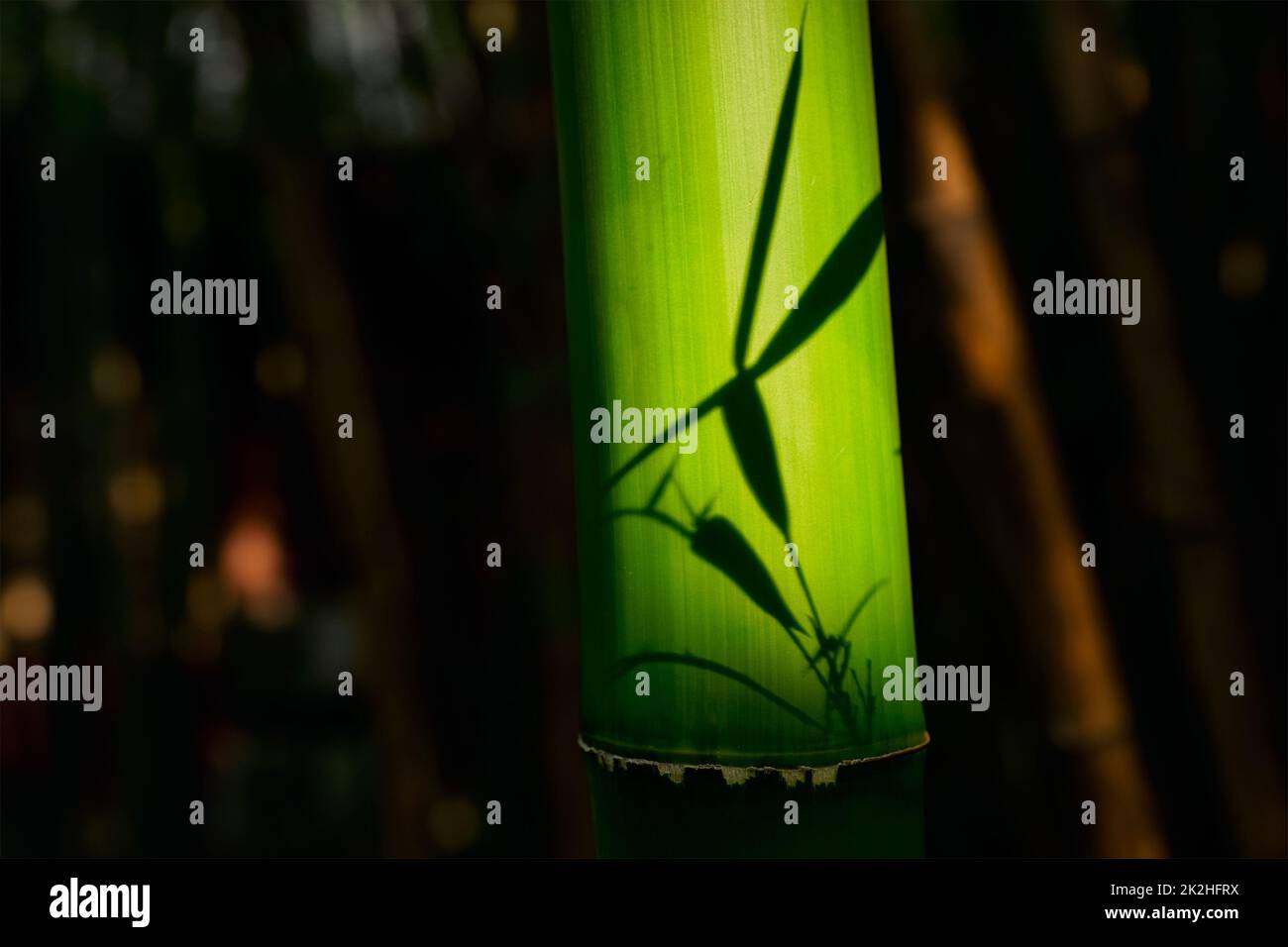 Bamboo close up in bamboo grove Stock Photo - Alamy