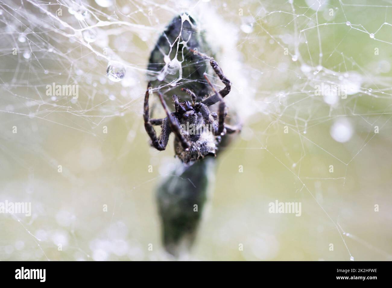 Spinnweben hi-res stock photography and images - Alamy
