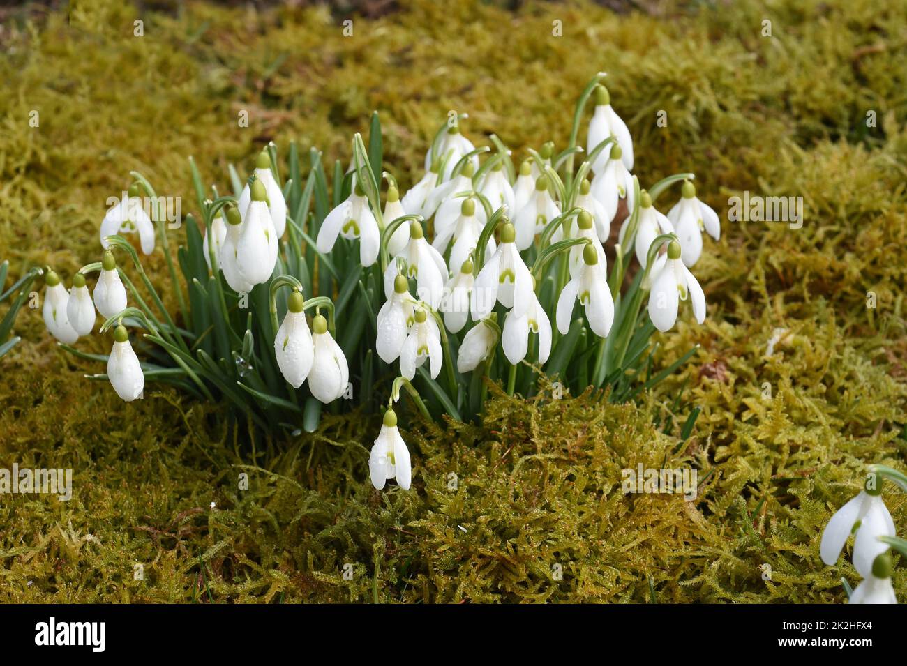 Snow leaks,Galanthus nivalis Stock Photo - Alamy