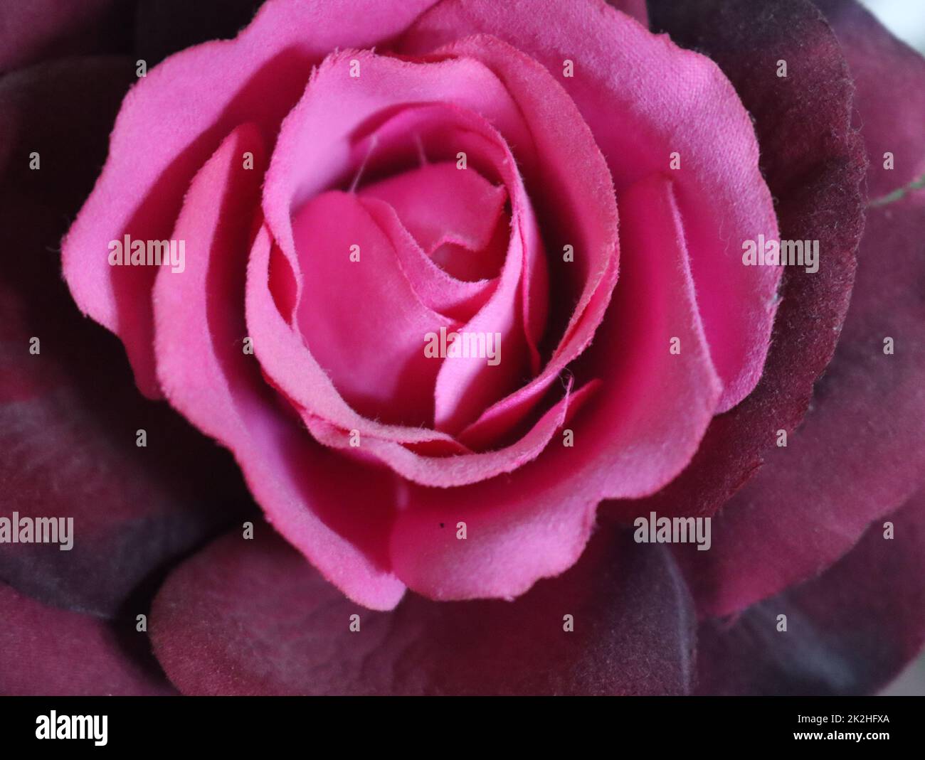 Beautiful pink flower hi-res stock photography and images - Alamy