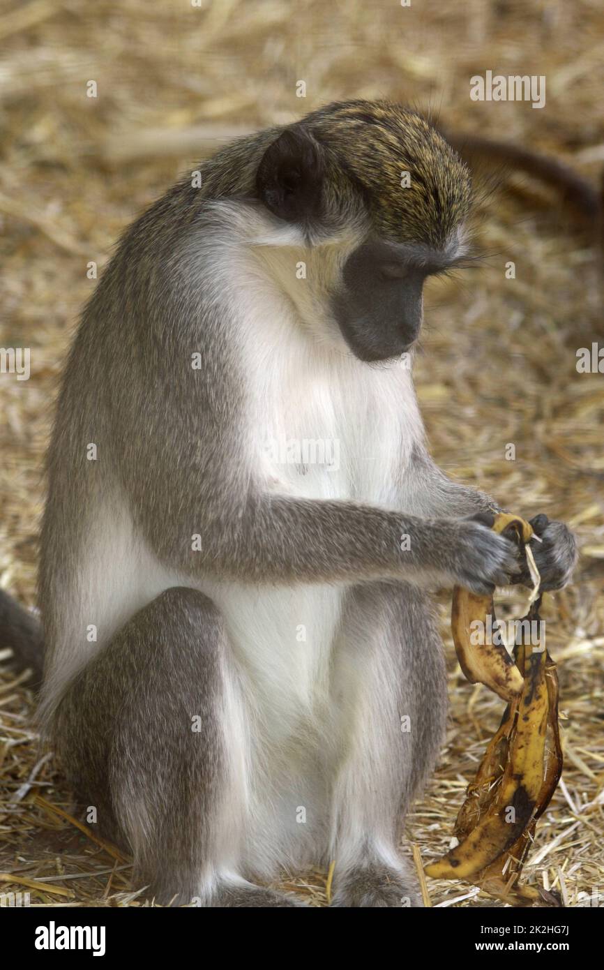 Grivet hi-res stock photography and images - Alamy