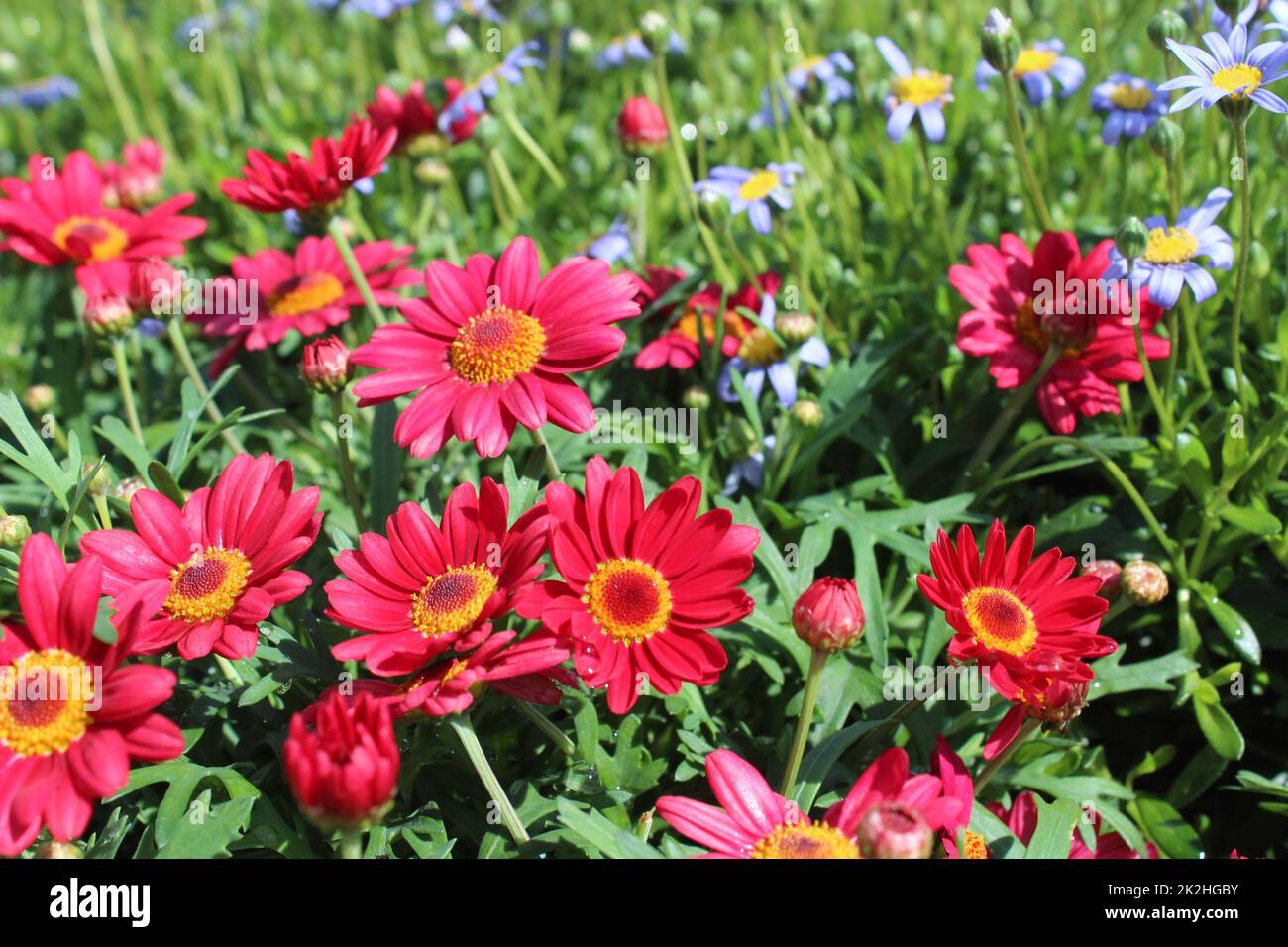 red marguerites and blue daisy in the garden Stock Photo - Alamy