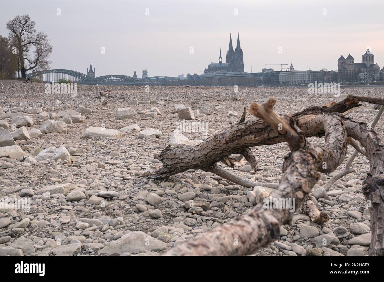 Drought in Germany, low water on Rhine river Stock Photo - Alamy