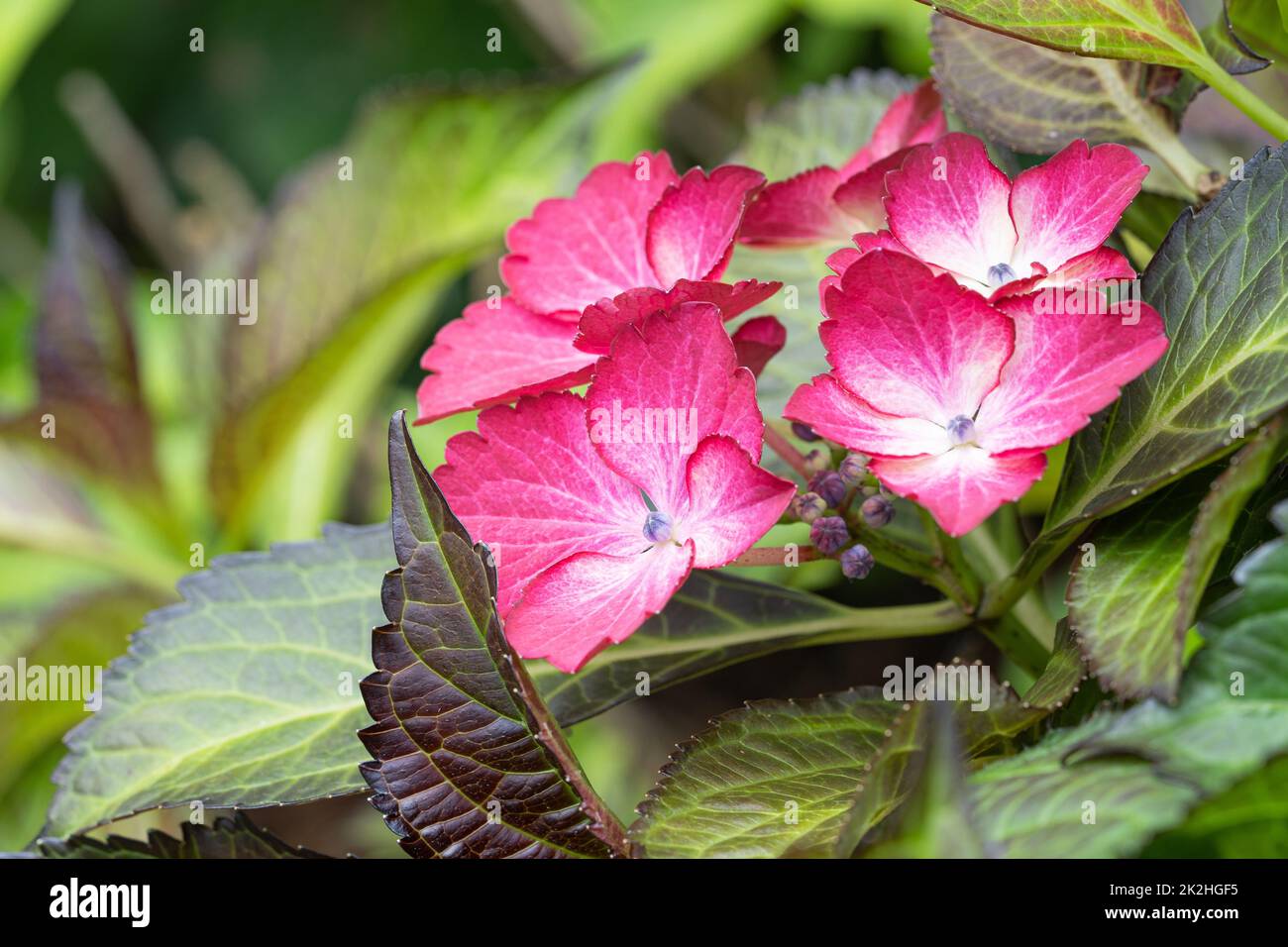Penny mac hydrangea macrophylla hi-res stock photography and images - Alamy