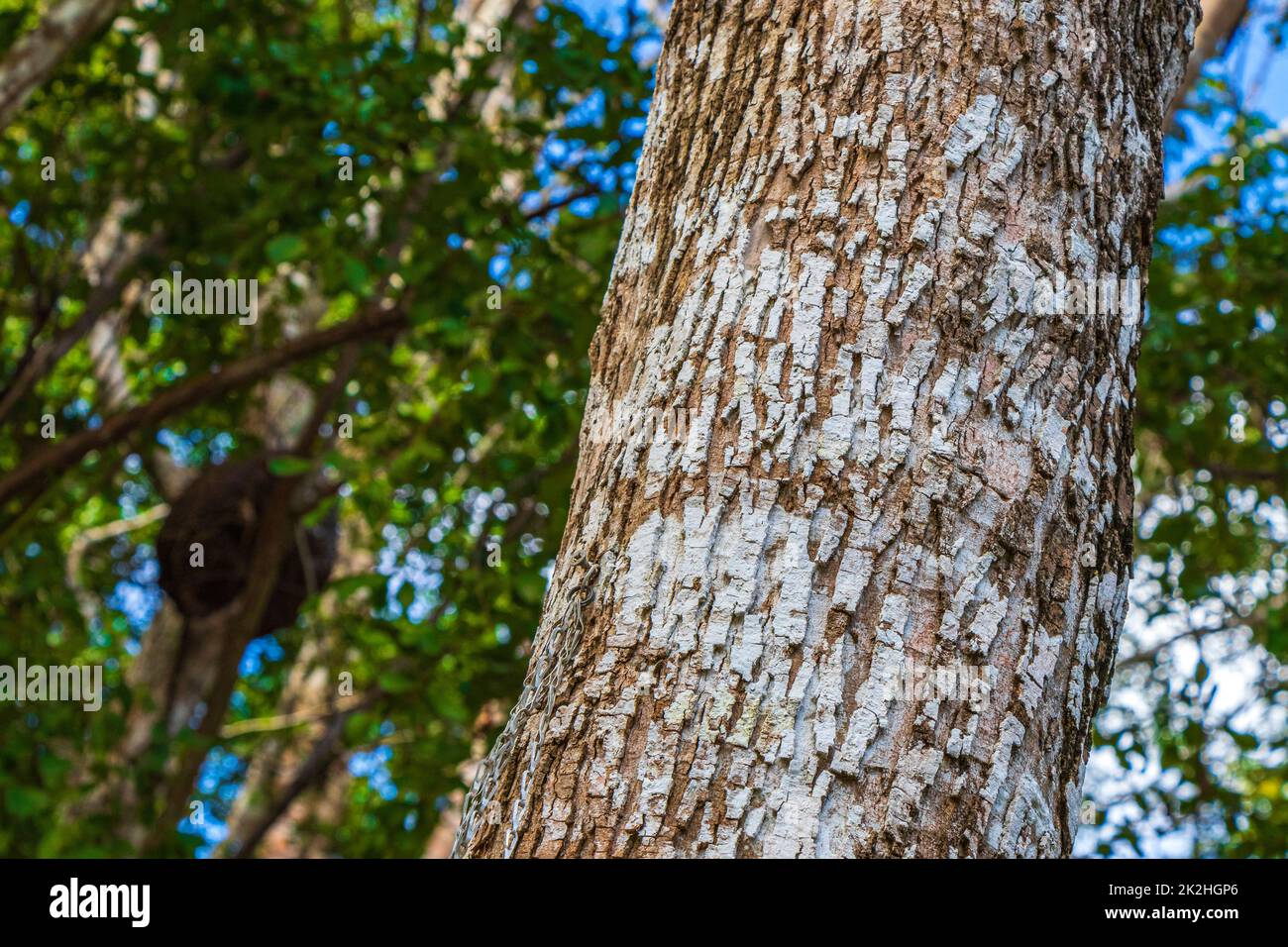 Tropical tree bark texture in natural jungle Mexico Stock Photo - Alamy