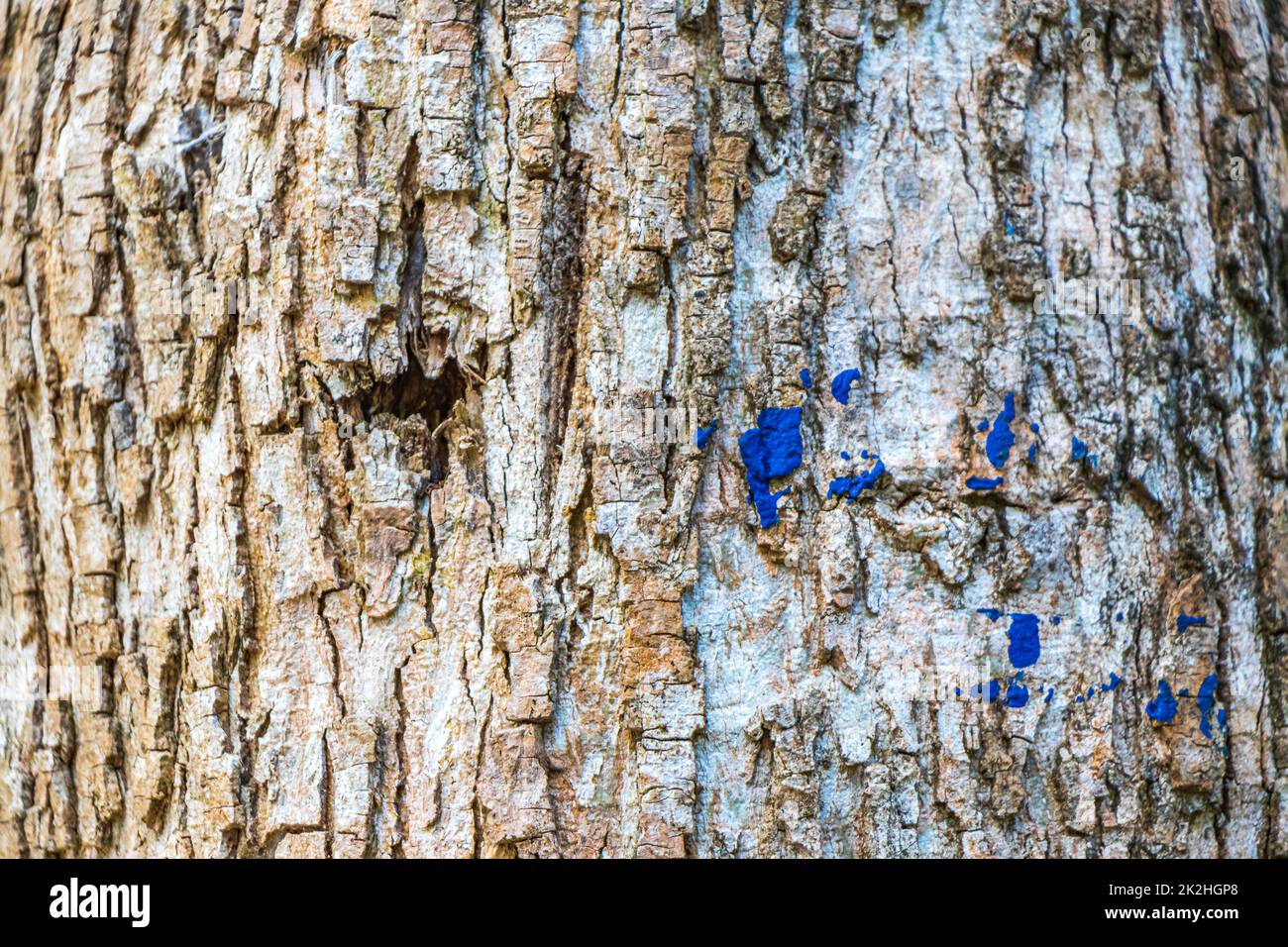 Tree natural bark texture hi-res stock photography and images - Alamy