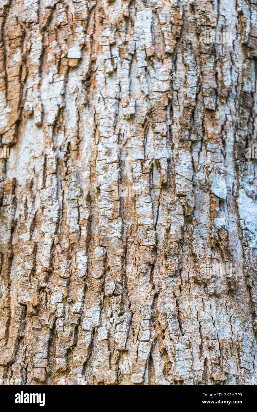 Tropical tree bark texture in natural jungle Mexico Stock Photo - Alamy