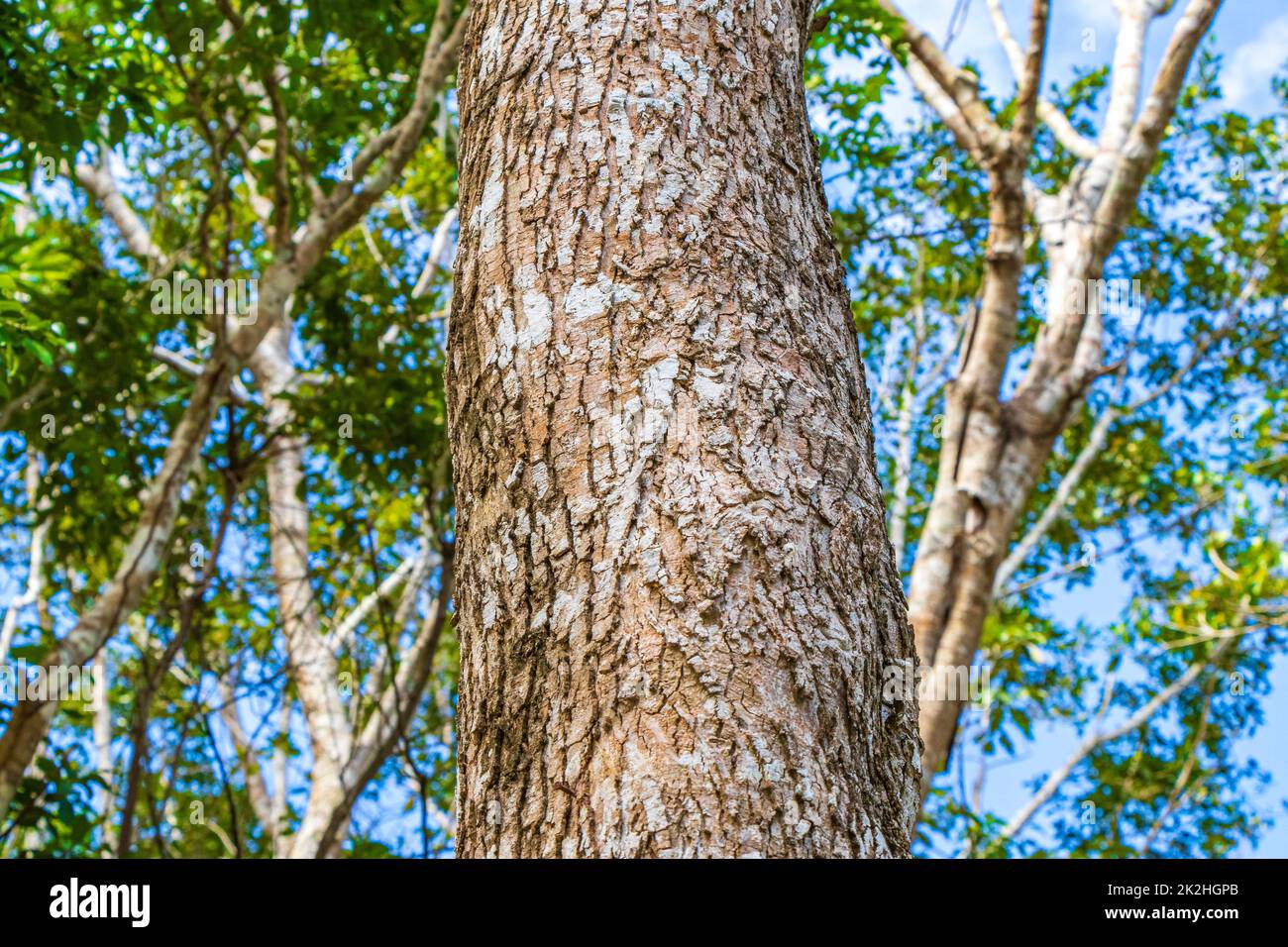 Tropical tree bark texture in natural jungle Mexico Stock Photo - Alamy