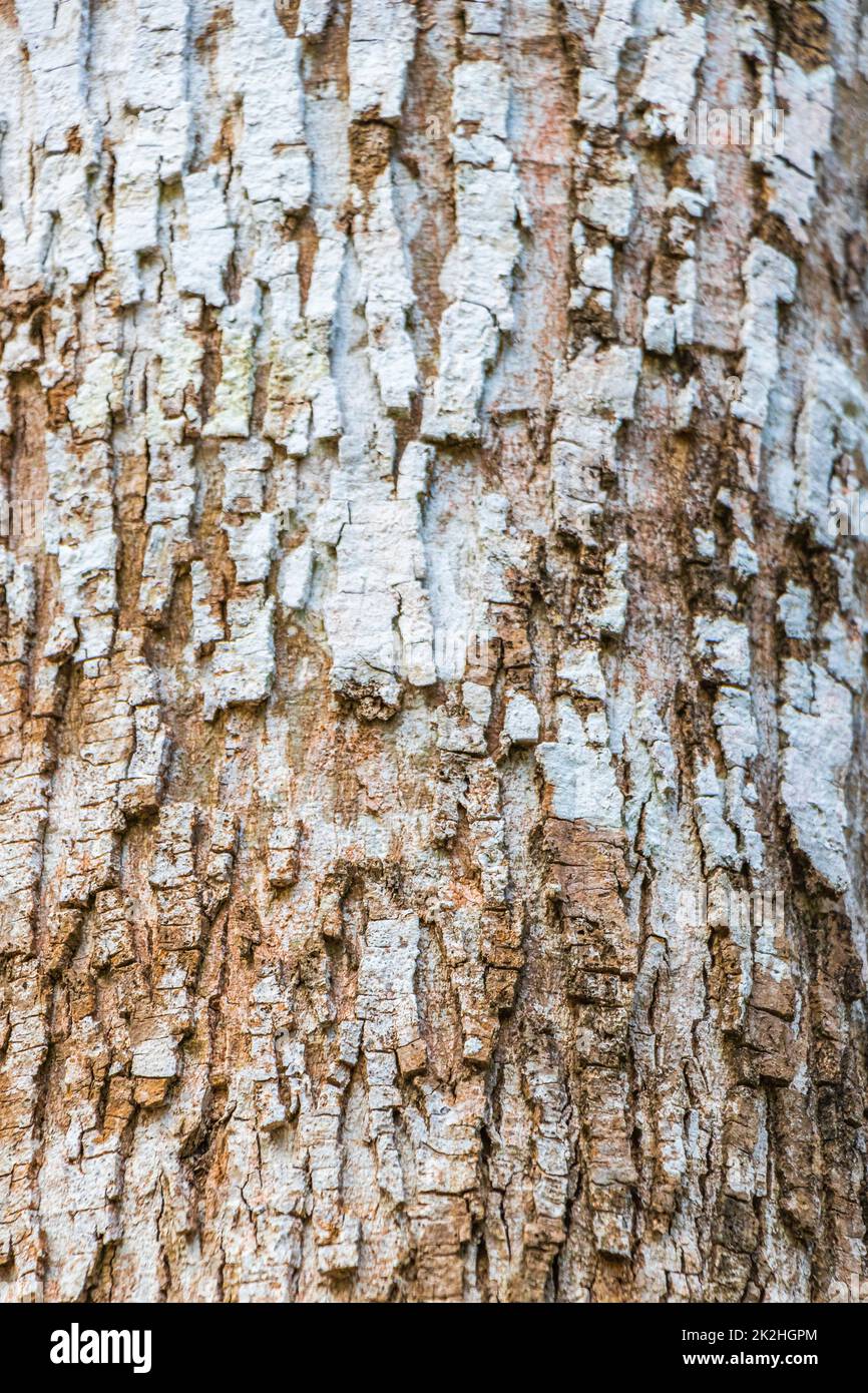 Tropical tree bark texture in natural jungle Mexico Stock Photo - Alamy