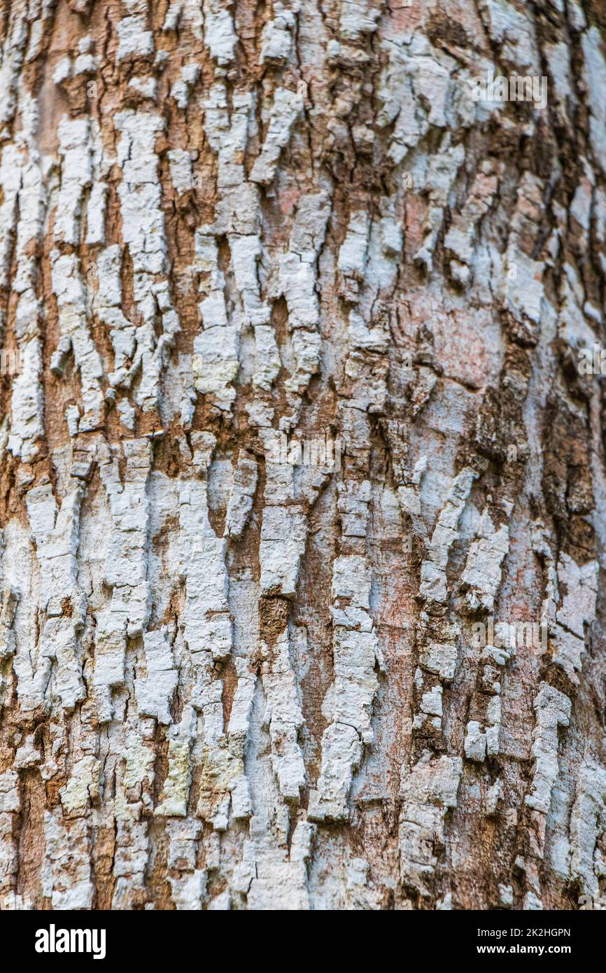 Tropical tree bark texture in natural jungle Mexico Stock Photo - Alamy