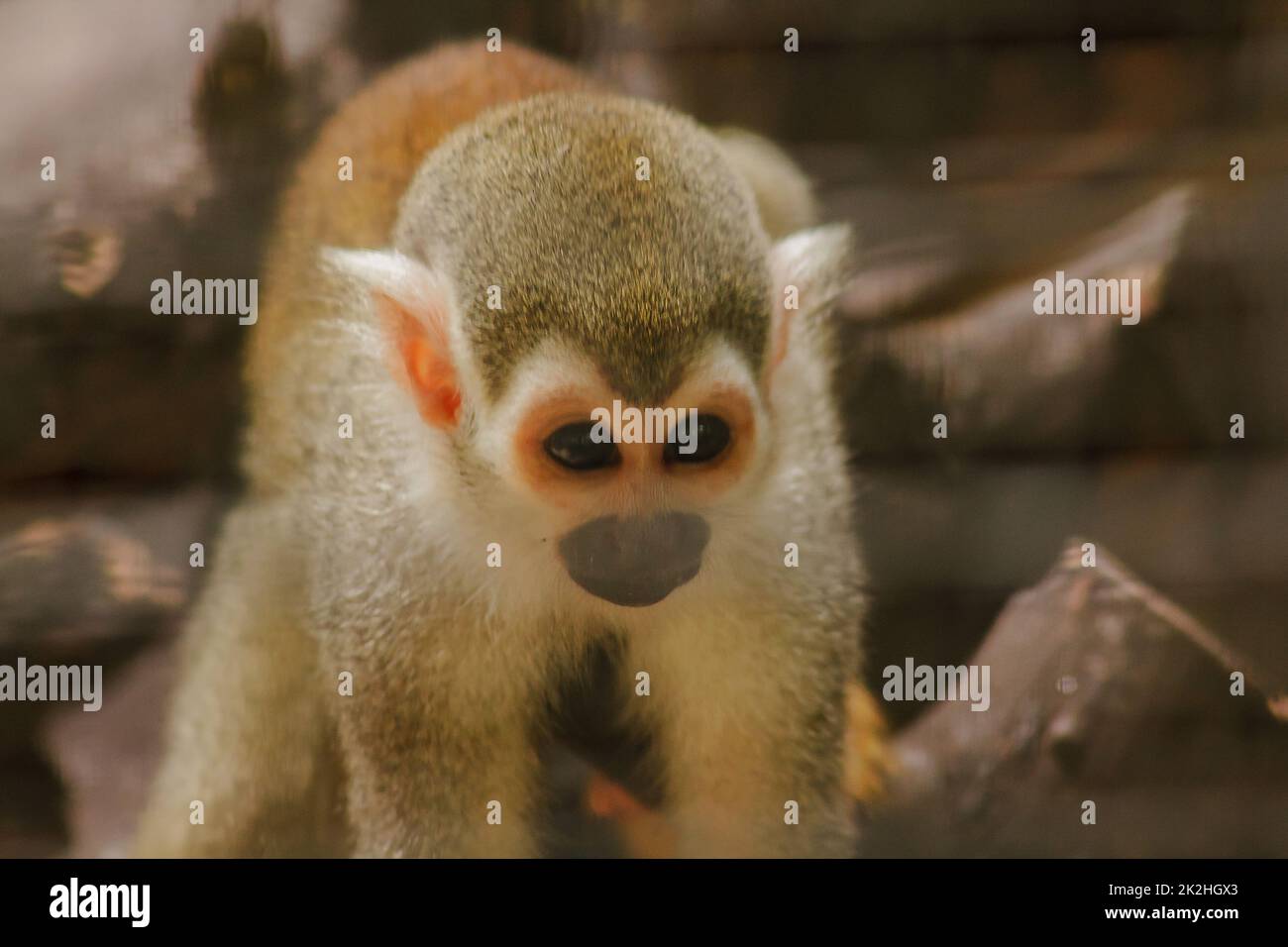 Small monkey hi-res stock photography and images - Alamy
