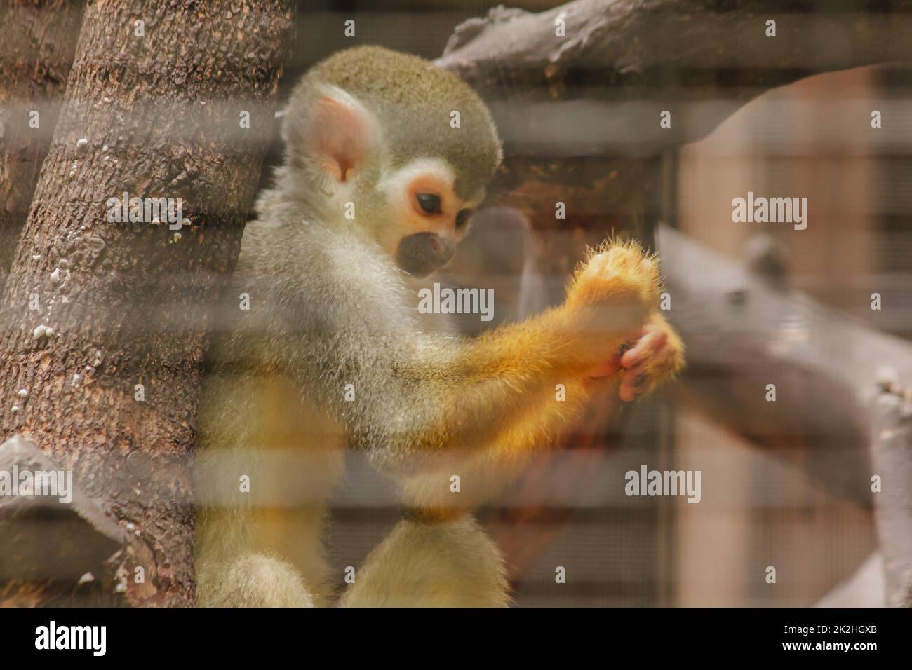 Small monkey hi-res stock photography and images - Alamy
