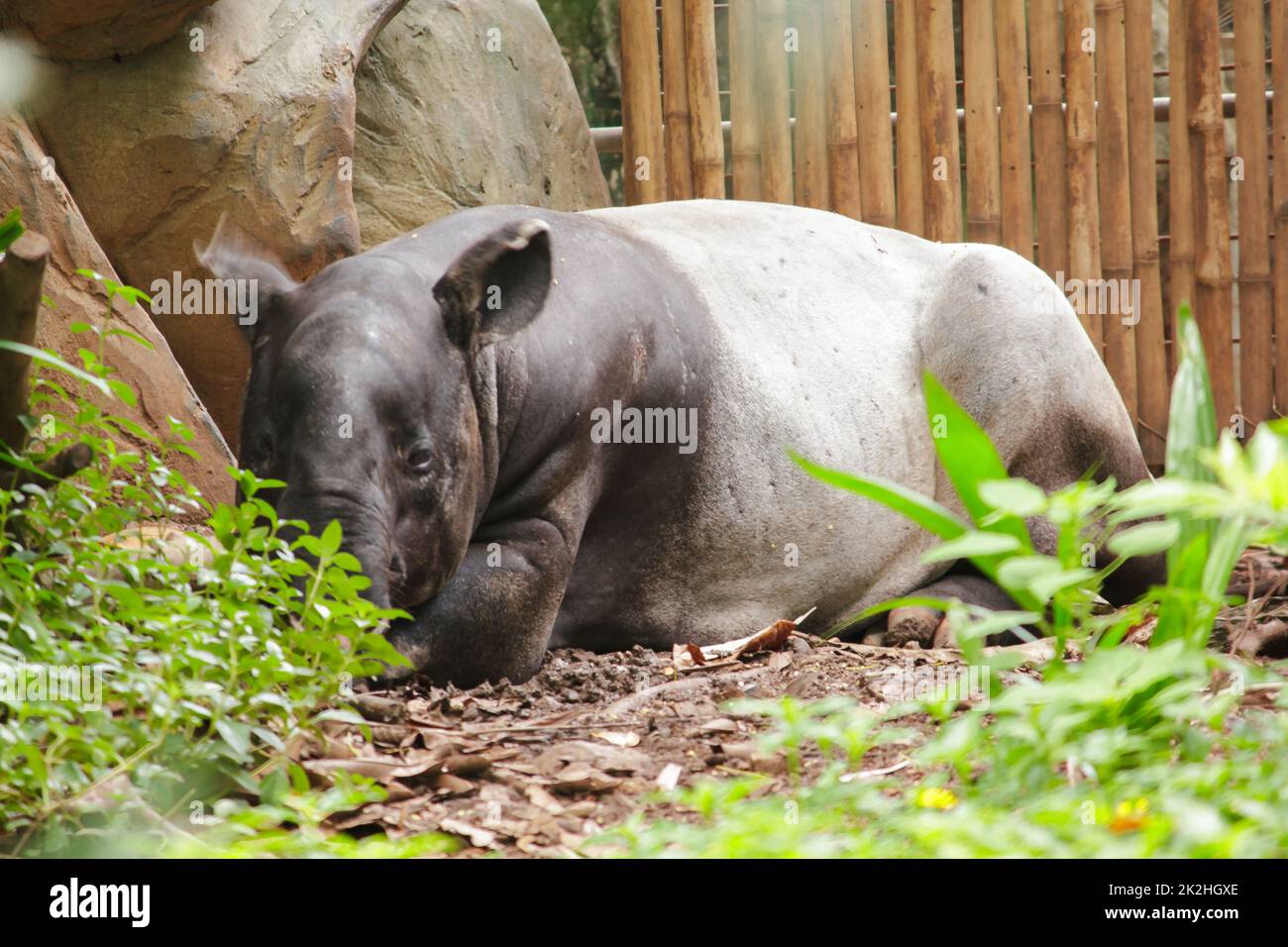 Malayan Tapir sleeps on the ground as a large mammal Of a single hoof ...