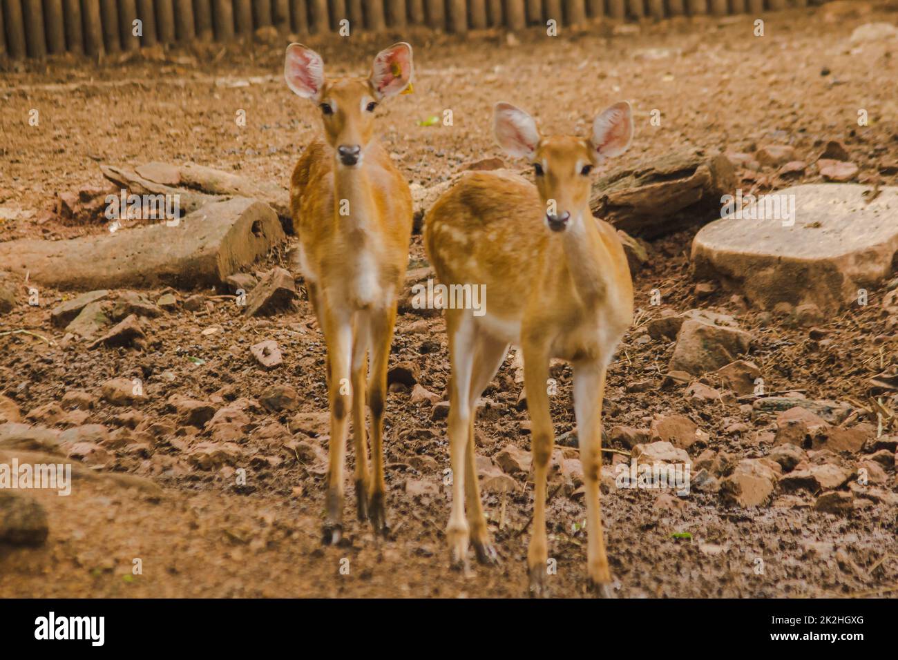 The deer is raised in the zoo. Which the deer is classified as a mammal ...