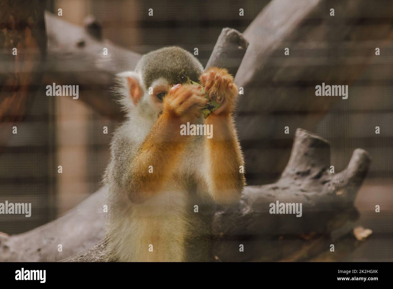 Saimiri sciureus in a cage is a small monkey found in South America ...