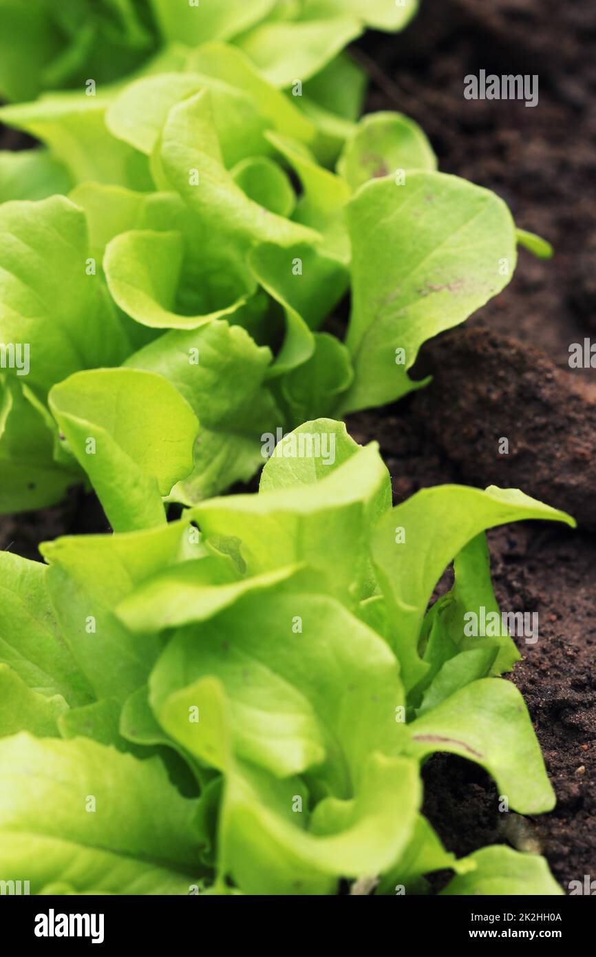 Lettuce row garden hi-res stock photography and images - Alamy
