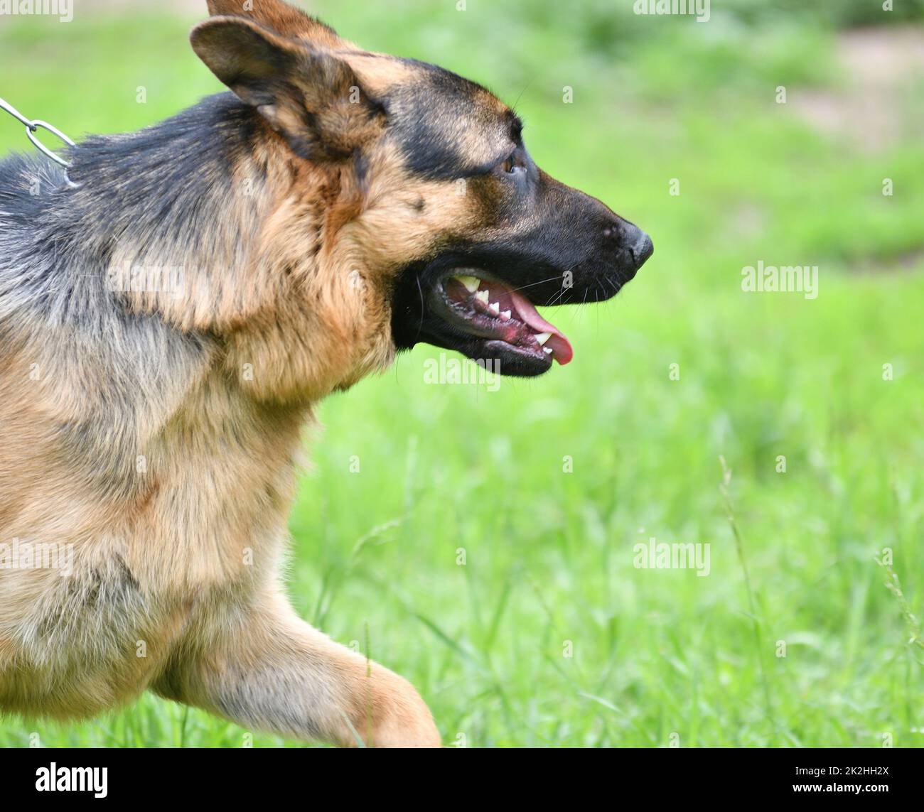 The dog breed hi-res stock photography and images - Alamy