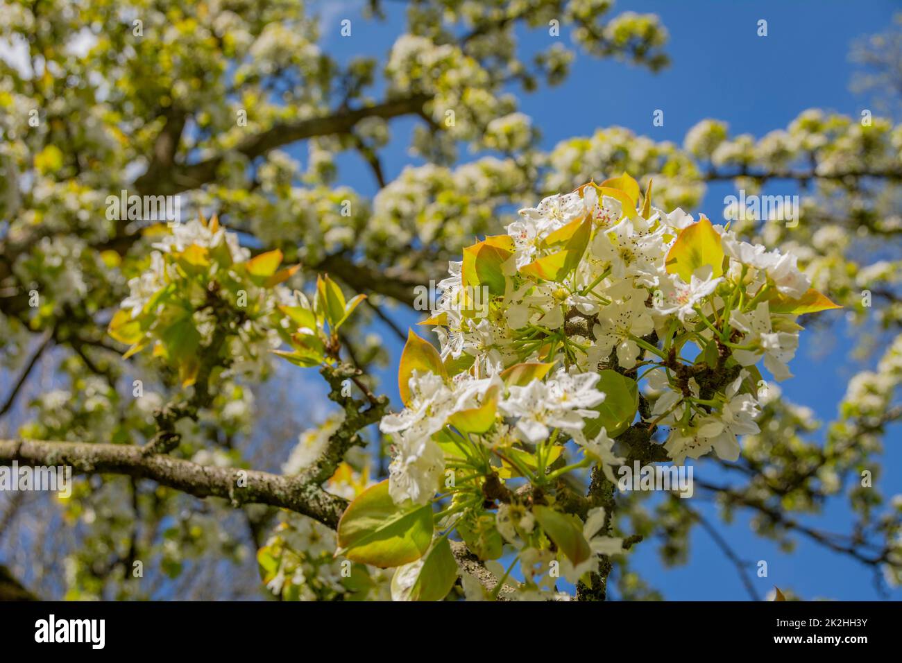 Close-up of flowering Pyrus pyrifolia branches. Common names Apple Pear ...
