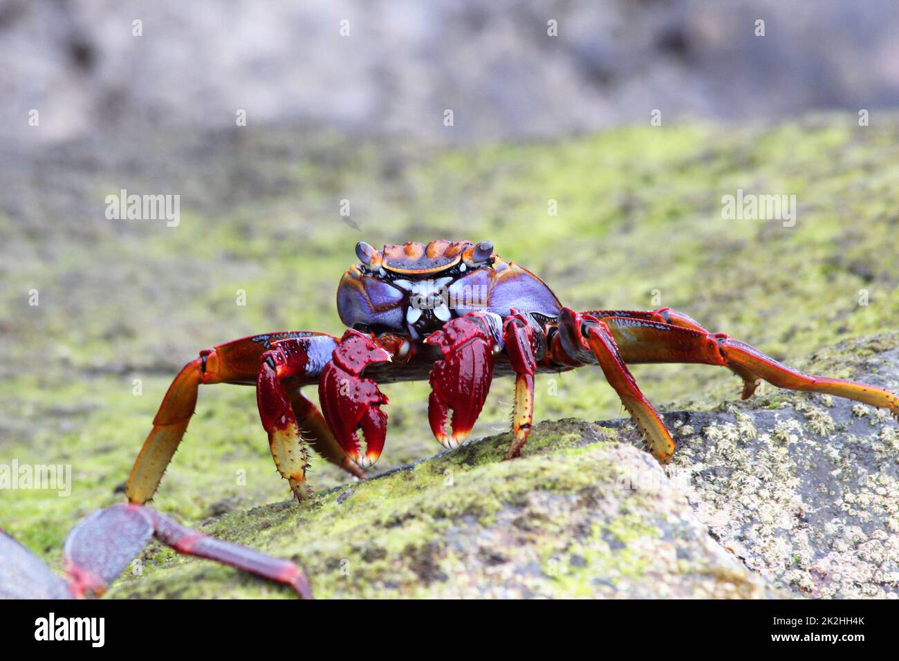 red rock crab Stock Photo - Alamy