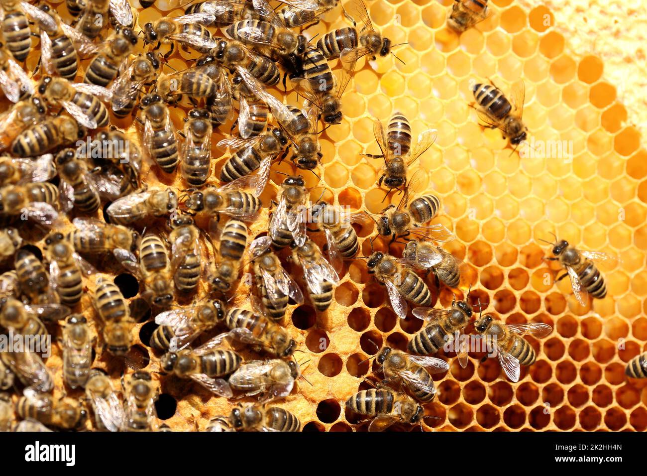 many honey bees on a yellow bee hive Stock Photo - Alamy