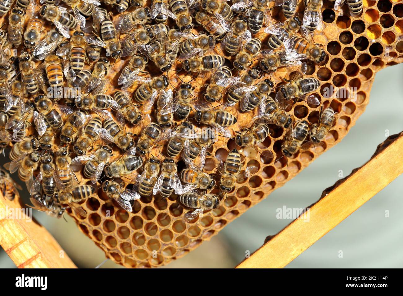 some honey bees on a bee hive Stock Photo - Alamy