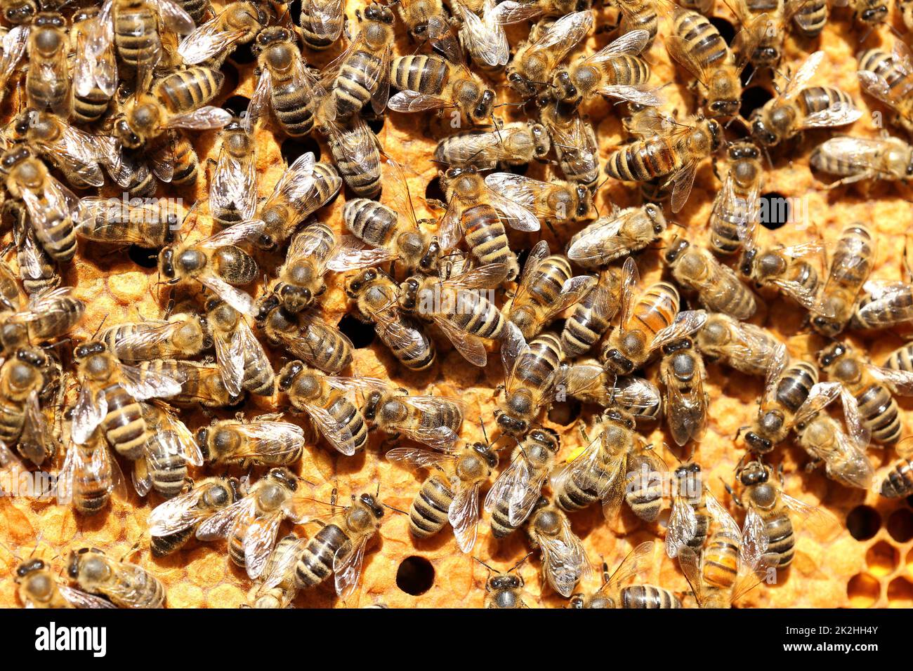 some honey bees on a yellow bee hive Stock Photo - Alamy