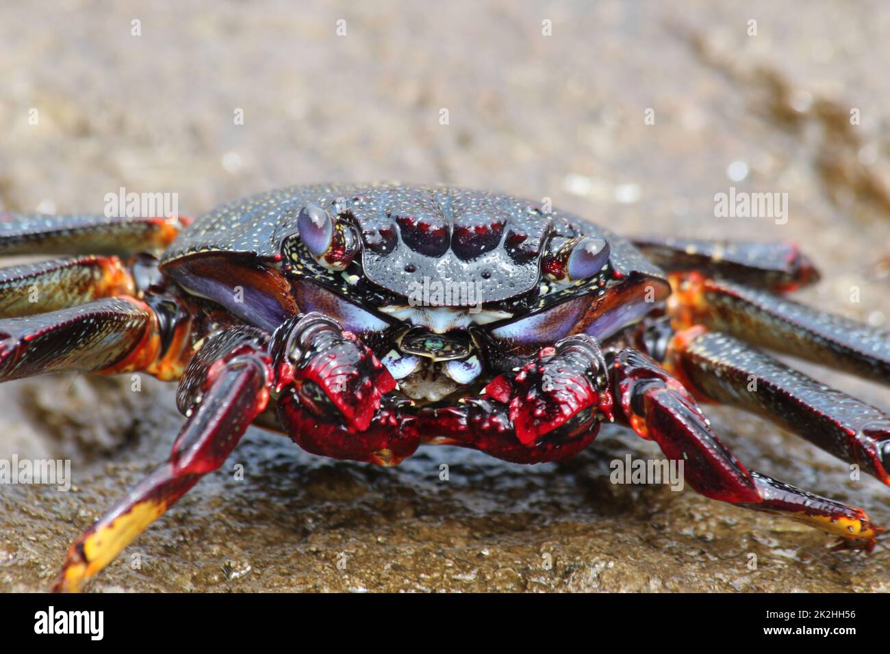 red rock crab Stock Photo - Alamy