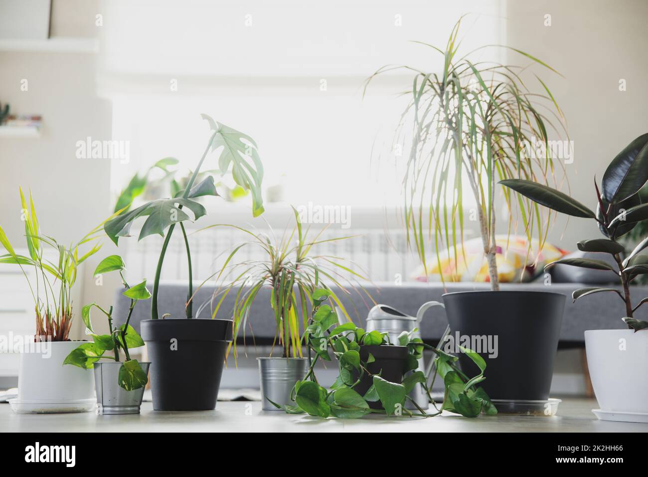 Collection of various tropical green plants in different pots indoor ...