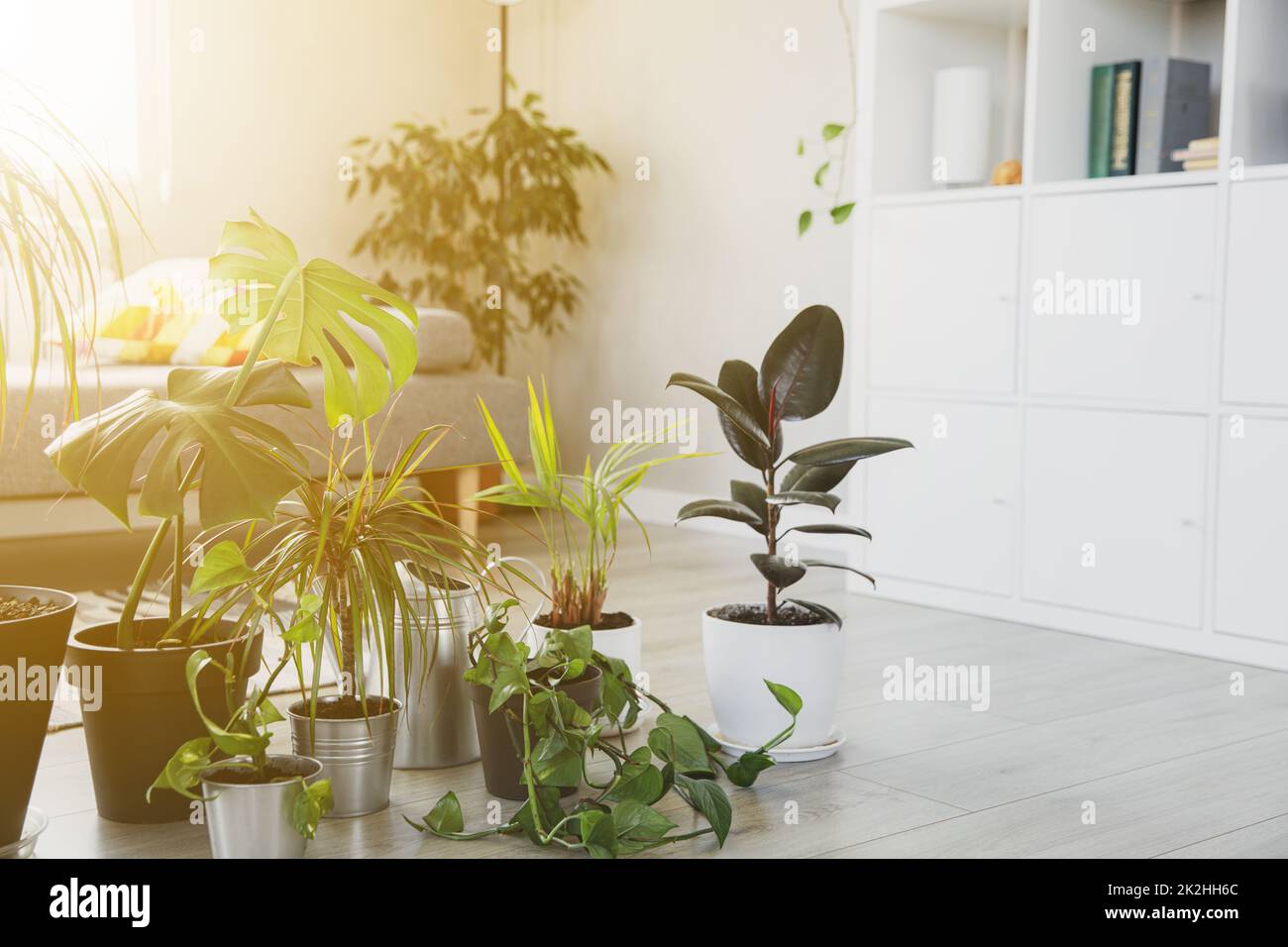 Collection of various tropical green plants in different pots indoor ...