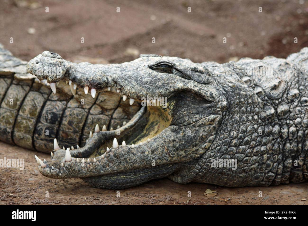 Dwarf crocodile hi-res stock photography and images - Alamy