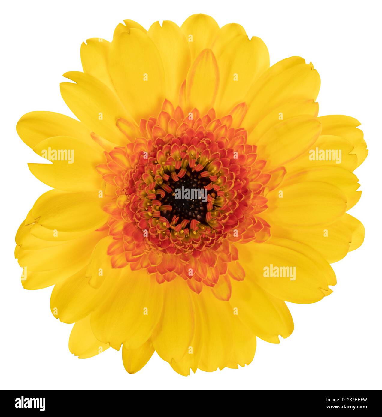 Including yellow Cut Out Stock Images & Pictures - Alamy