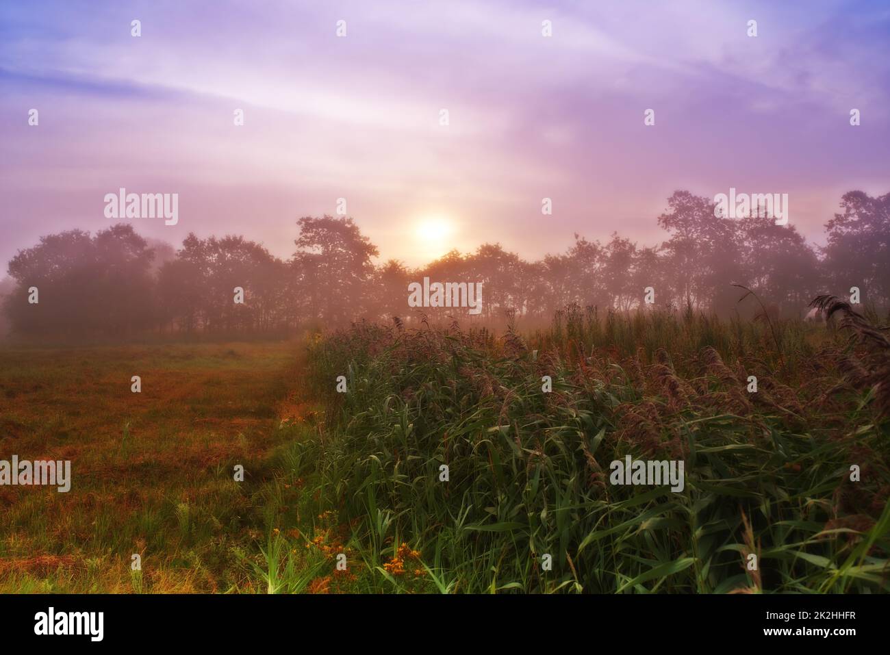 Misty morning on the farm. A misty sunrise over a tranquil farm scene ...