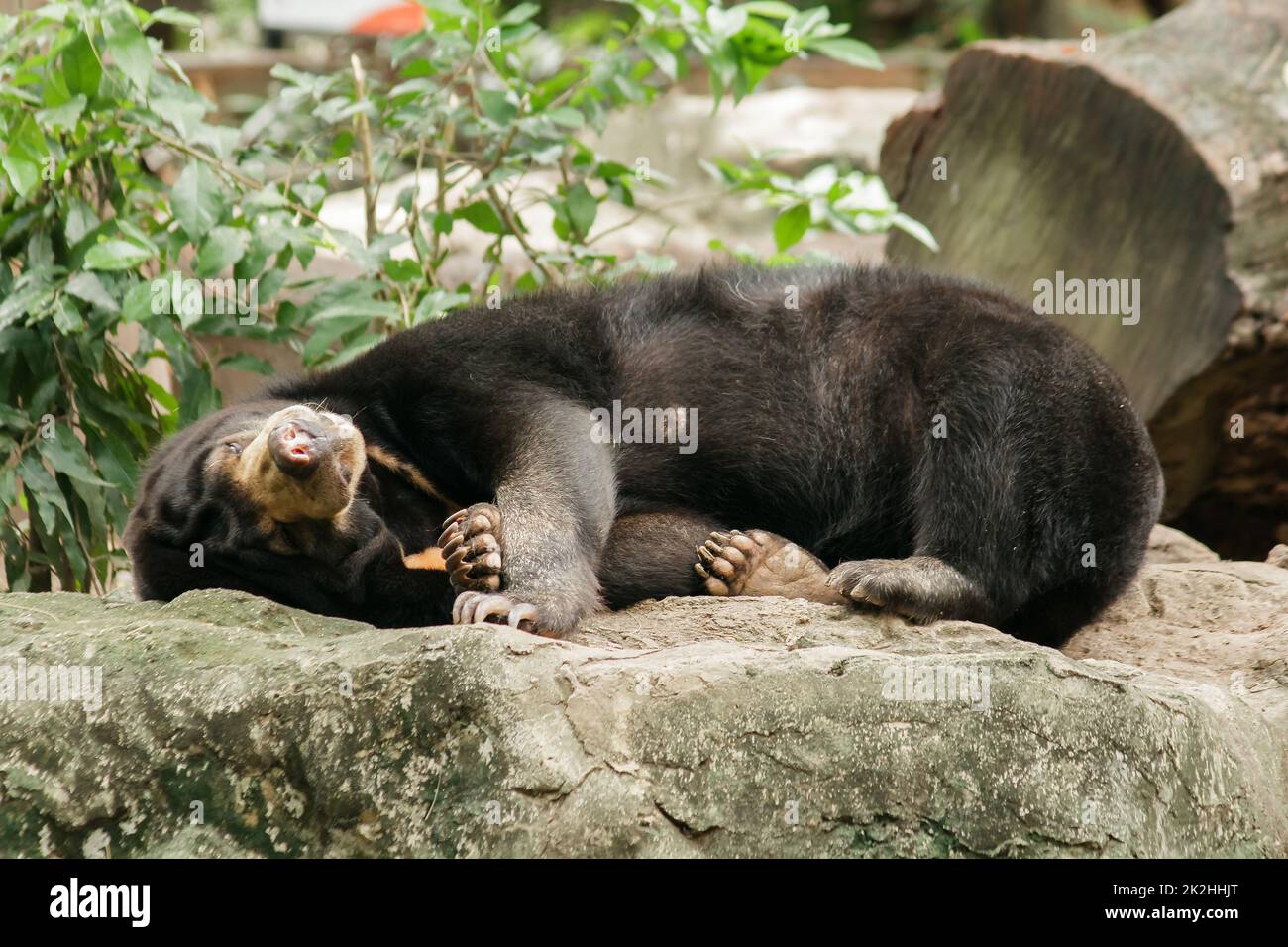Malayan sun bear sleeping on a rock Stock Photo - Alamy