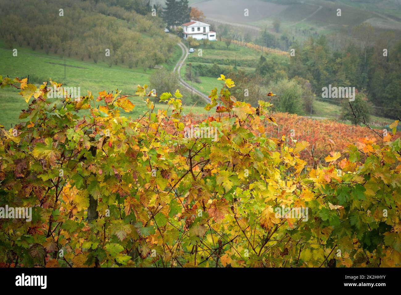 Landscape of Barolo wine region Stock Photo - Alamy
