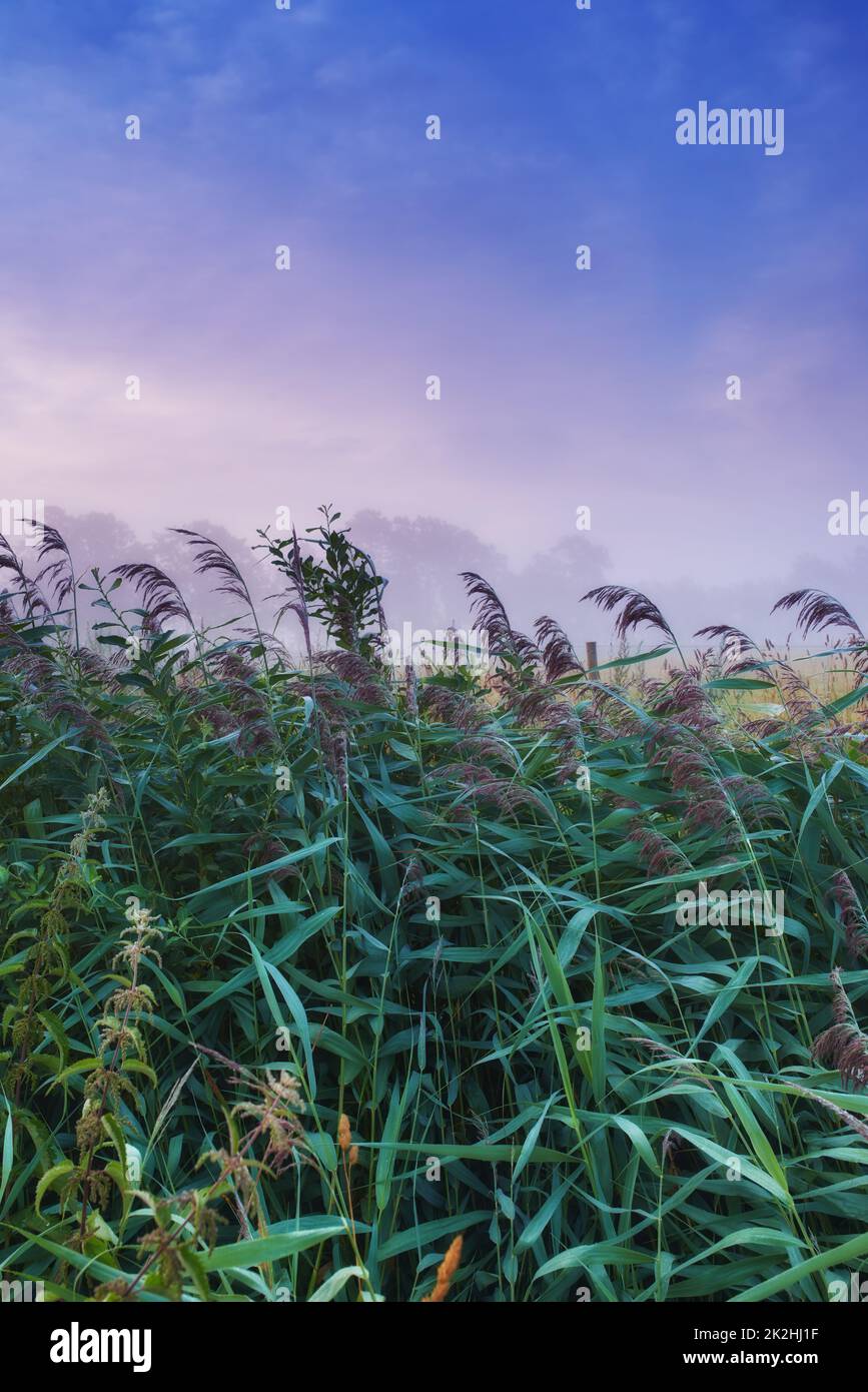 Farm with nature and plants hi-res stock photography and images - Alamy