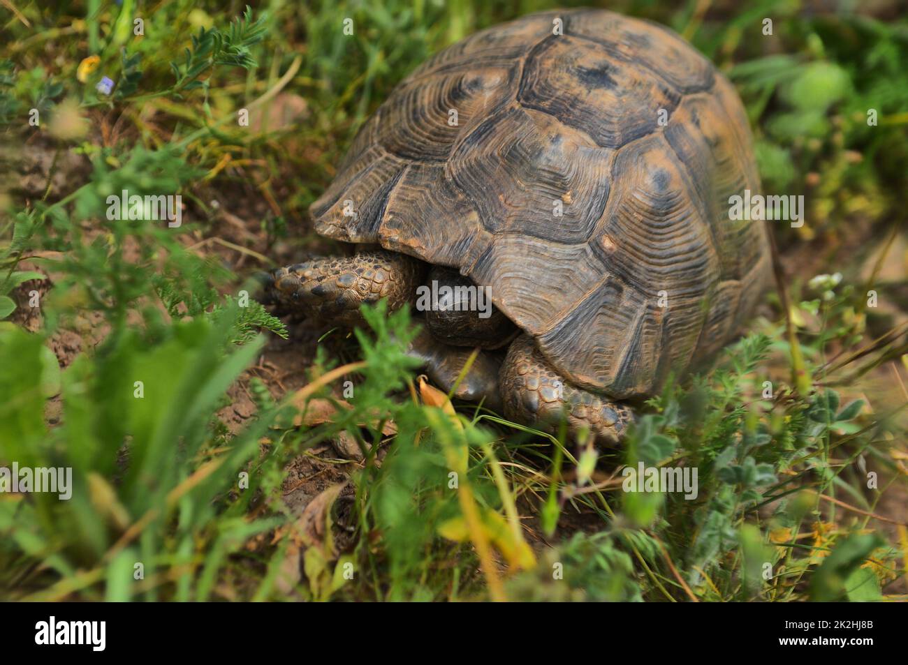 Turtle hiding in shell hi-res stock photography and images - Alamy