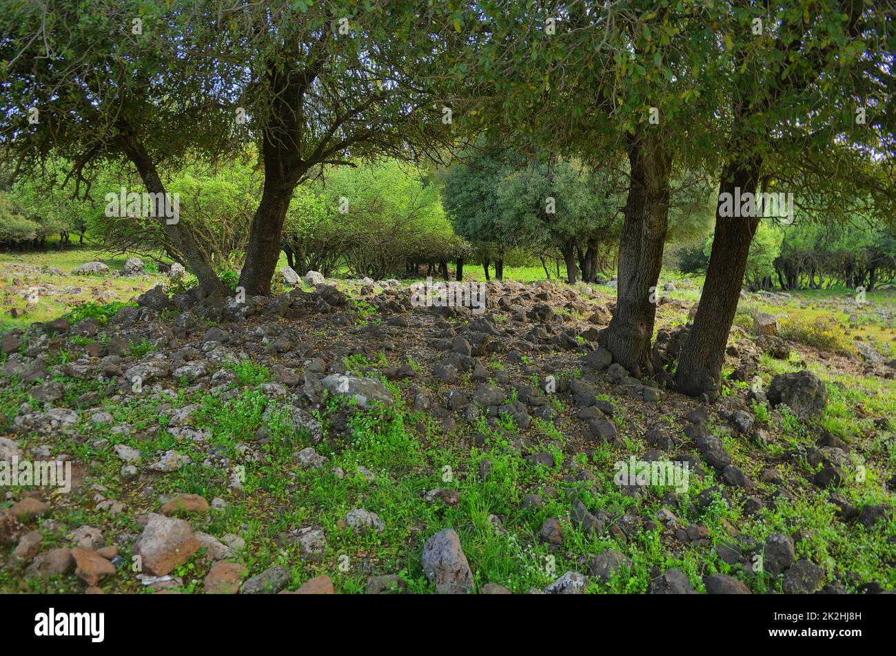 View of the Big Jupta the Golan Heights, pit crater in Odem Forest ...