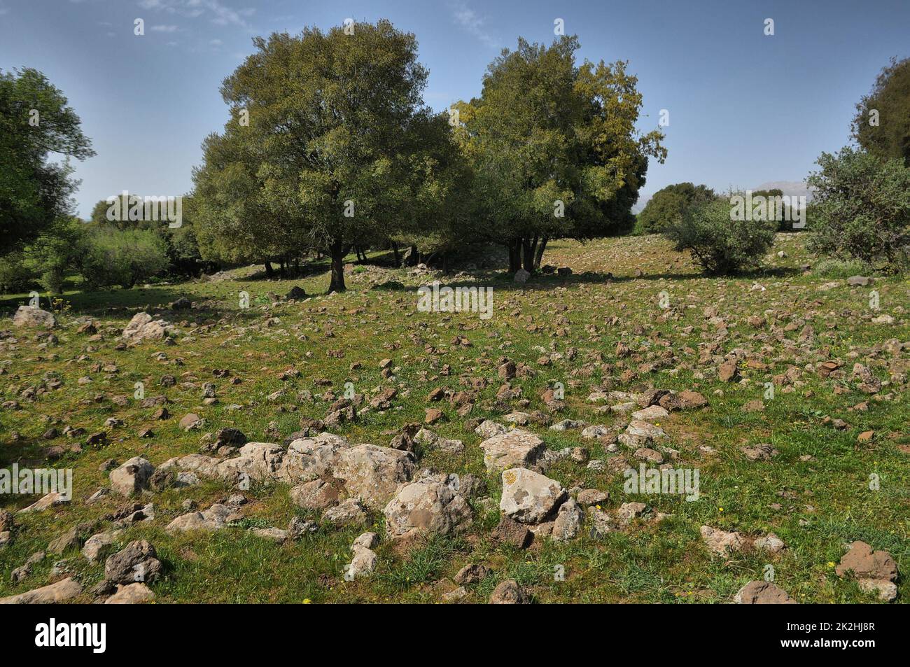 View of the Big Jupta the Golan Heights, pit crater in Odem Forest ...
