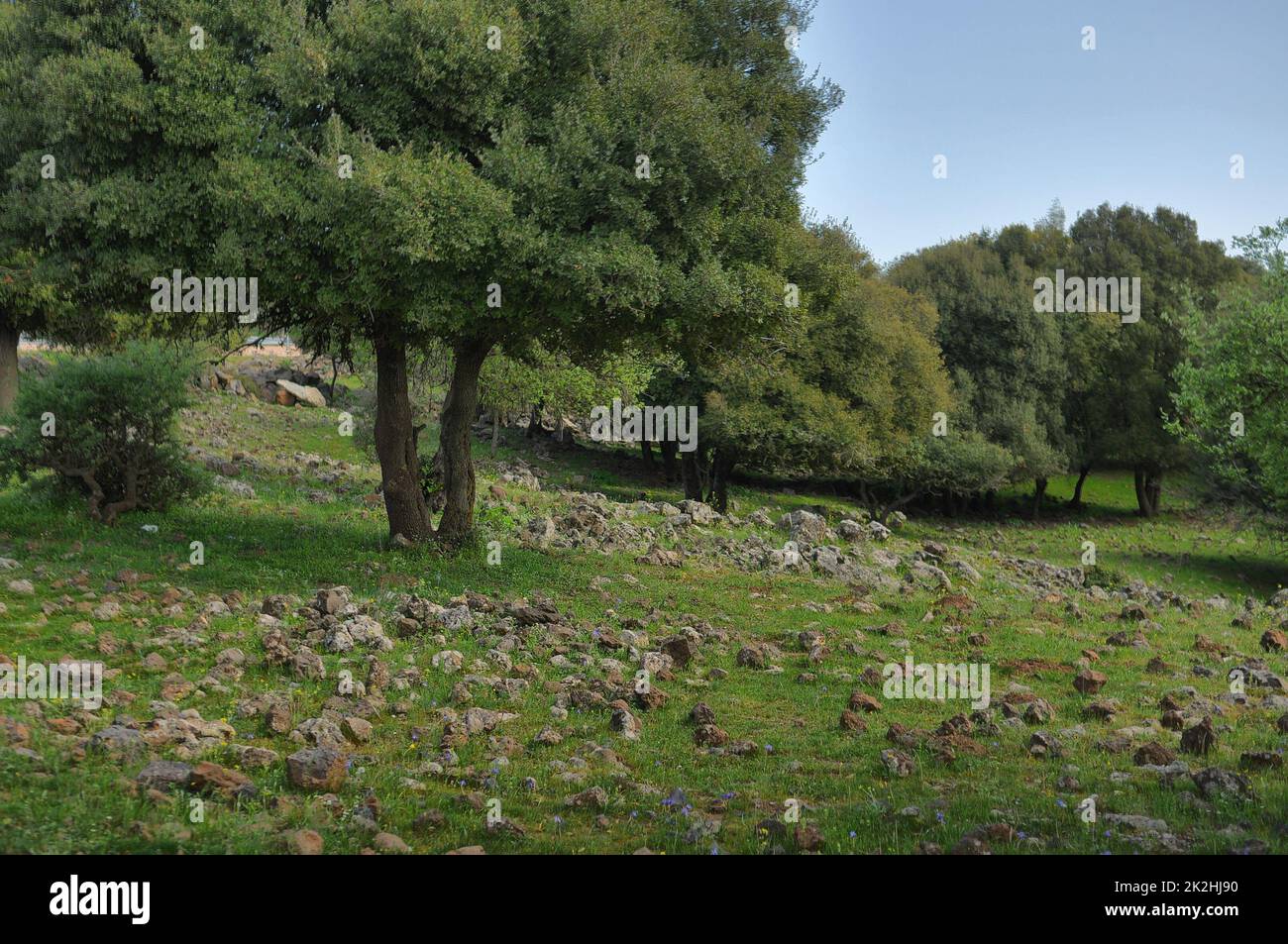 View of the Big Jupta the Golan Heights, pit crater in Odem Forest ...