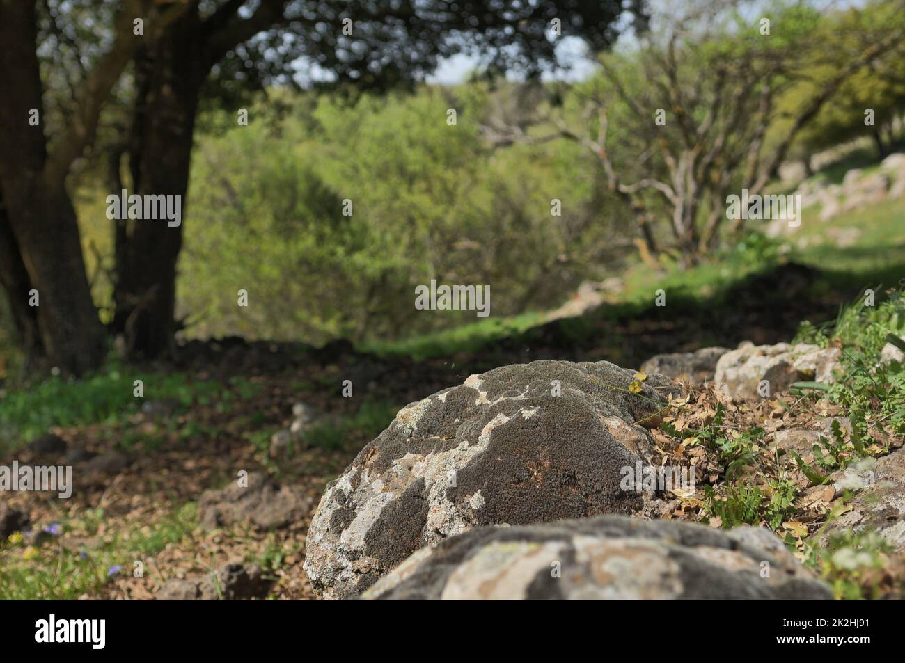 View of the Big Jupta the Golan Heights, pit crater in Odem Forest ...