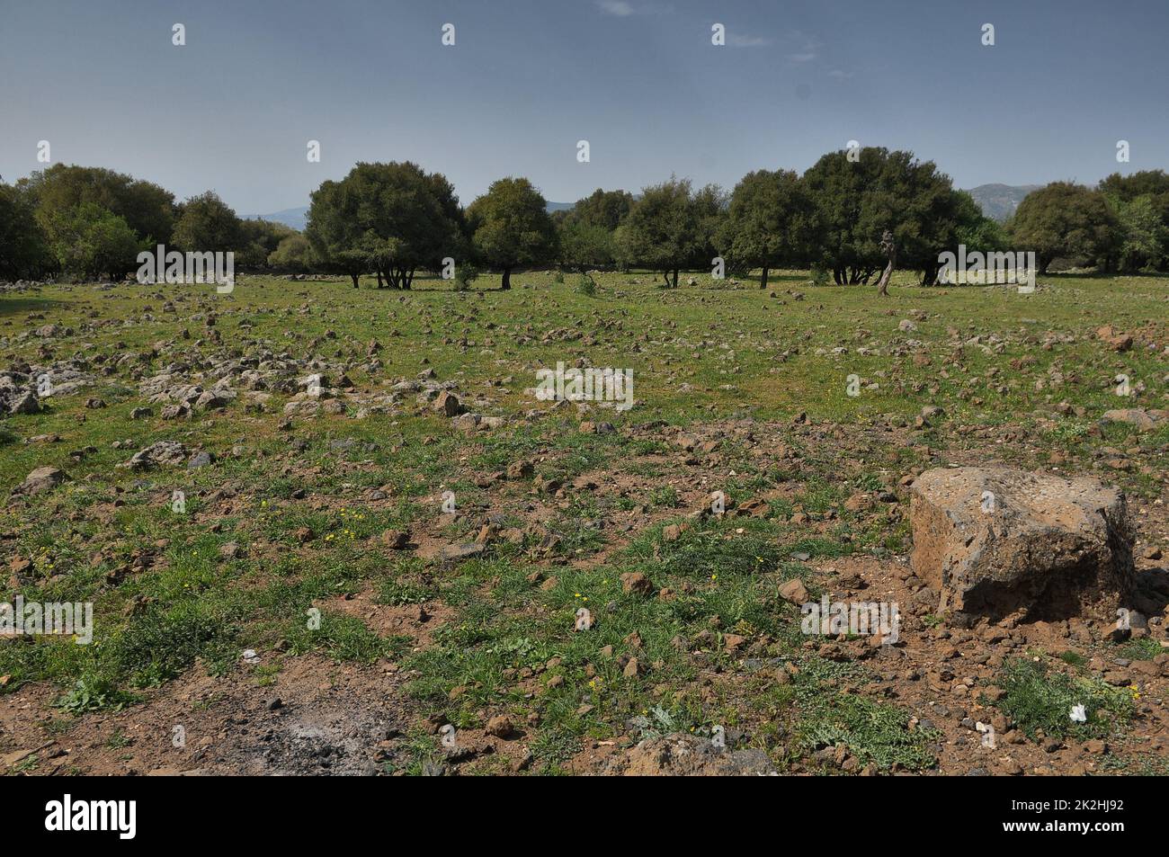 View of the Big Jupta the Golan Heights, pit crater in Odem Forest ...