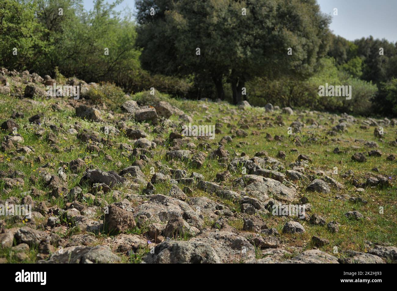View of the Big Jupta the Golan Heights, pit crater in Odem Forest ...