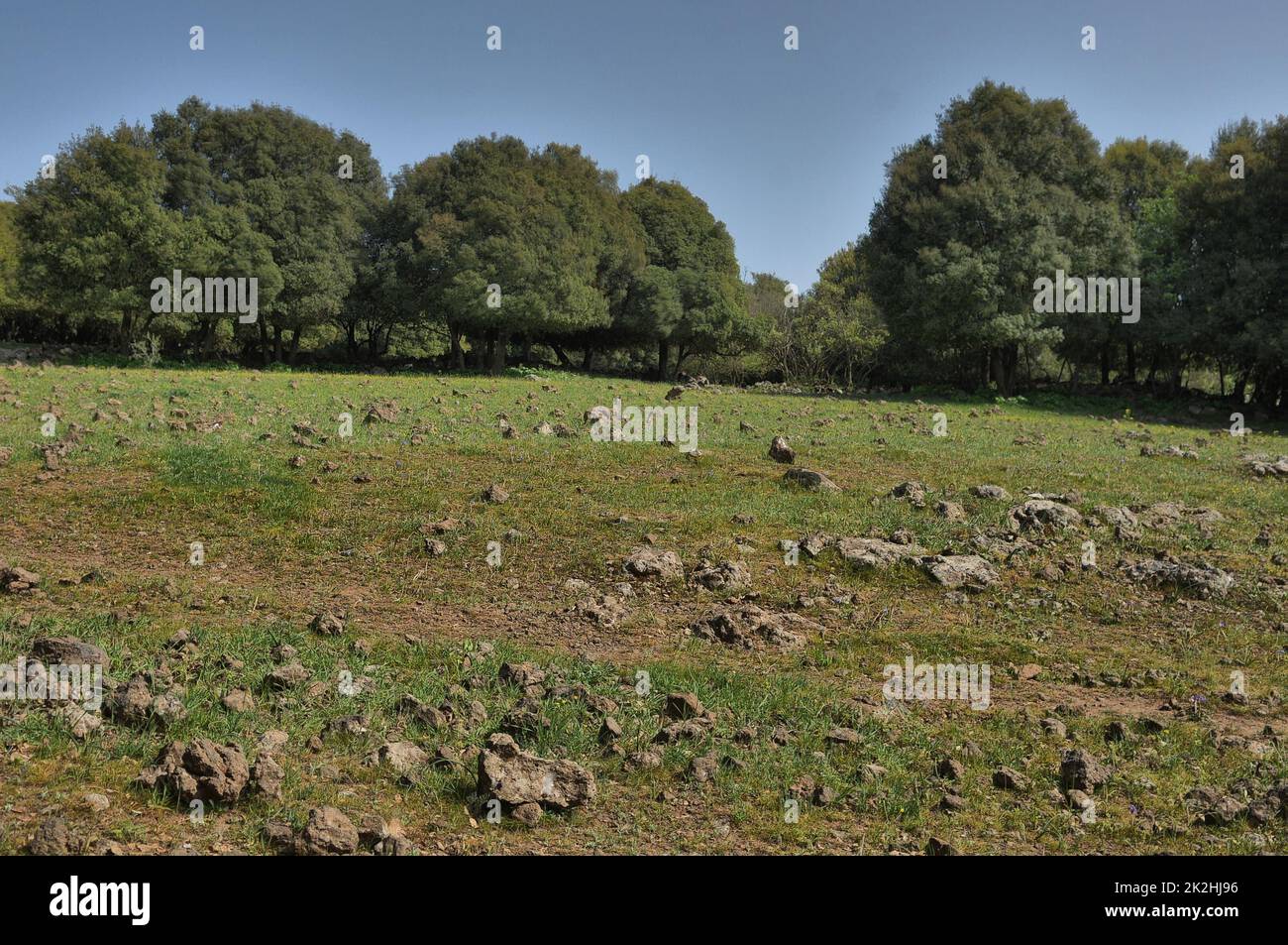 View of the Big Jupta the Golan Heights, pit crater in Odem Forest ...