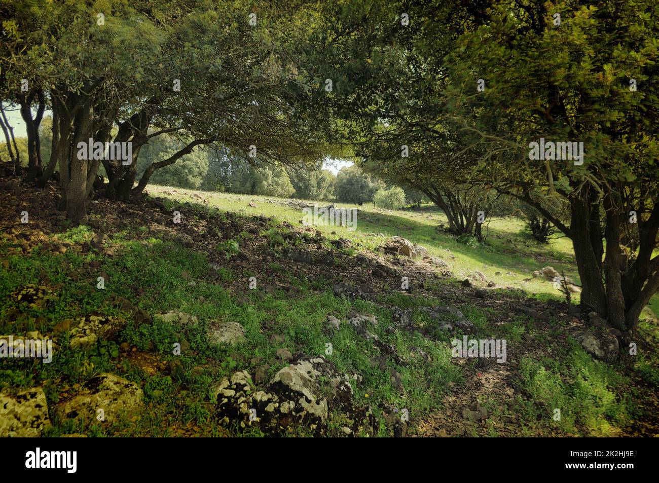View of the Big Jupta the Golan Heights, pit crater in Odem Forest ...