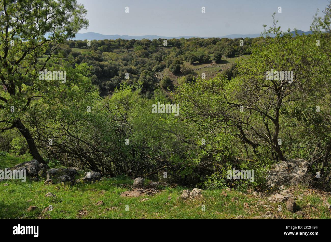 View of the Big Jupta the Golan Heights, pit crater in Odem Forest ...