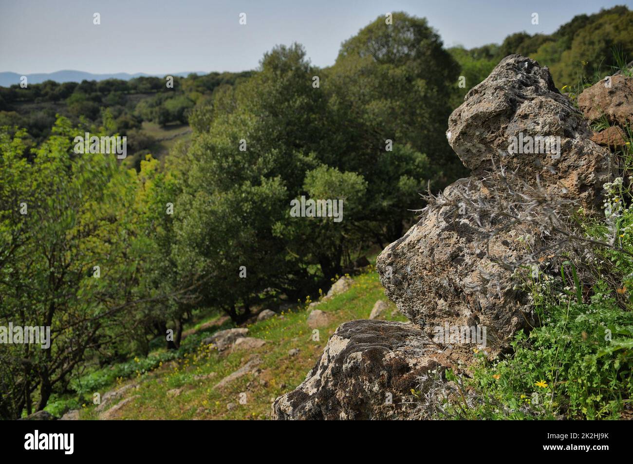 View of the Big Jupta the Golan Heights, pit crater in Odem Forest ...