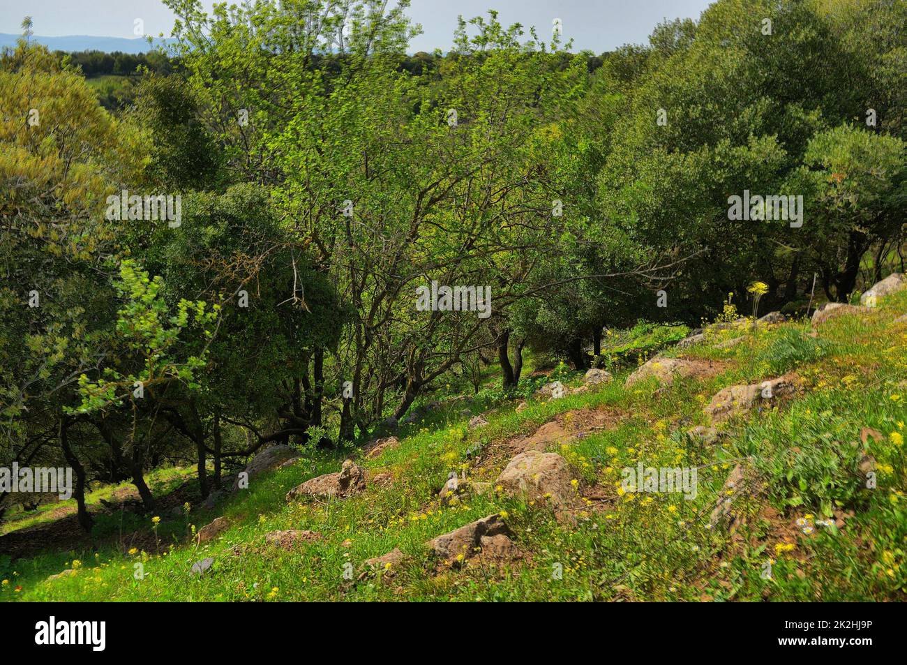 View of the Big Jupta the Golan Heights, pit crater in Odem Forest ...
