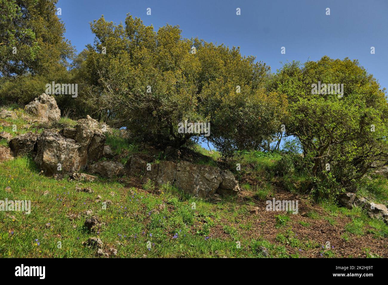 View of the Big Jupta the Golan Heights, pit crater in Odem Forest ...